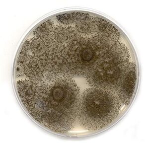 EZ BioResearch Malt Extract Agar (MEA) Plates for Mushroom Cultivation (10 Prepoured Agar Plates)