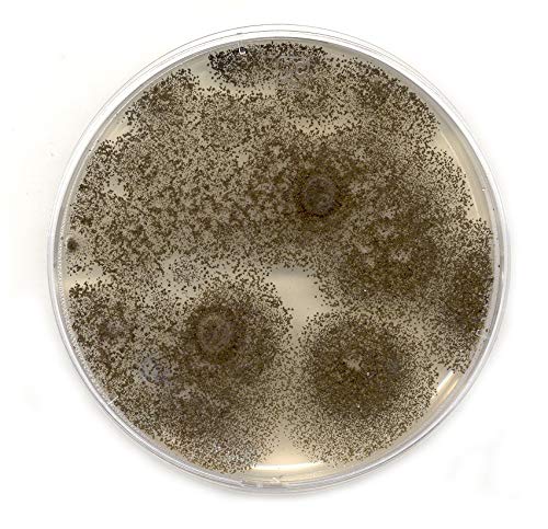 EZ BioResearch Malt Extract Agar (MEA) Plates for Mushroom Cultivation (10 Prepoured Agar Plates)