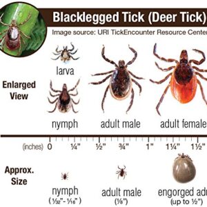 eTradewinds Tick Remover Tool Kit Tweezers & Tick Identifier Card - Hygienic All Stainless Steel Tick Removal Instrument Ideal for Human, Dog, Cat & General Pet Tick Puller w/Leather Case