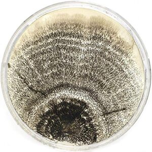 EZ BioResearch Malt Extract Agar (MEA) Plates for Mushroom Cultivation (10 Prepoured Agar Plates)