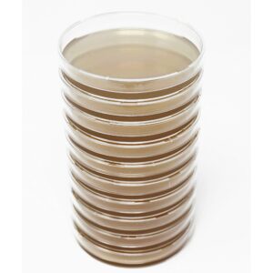 EZ BioResearch Malt Extract Agar (MEA) Plates for Mushroom Cultivation (10 Prepoured Agar Plates)