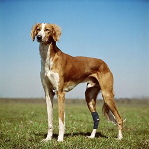 Rear Dog Leg Brace One Pair Heals Hock Joint Wrap Sleeve for Hind Legs(L/Long)