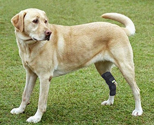 Rear Dog Leg Brace One Pair Heals Hock Joint Wrap Sleeve for Hind Legs(L/Long)