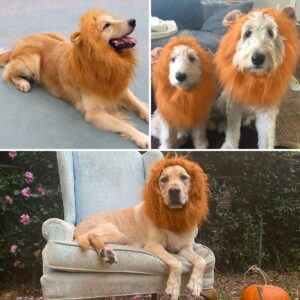 CPPSLEE Lion Mane for Dog Costumes, Dog Lion Mane, Realistic Lion Wig for Medium to Large Sized Dogs, Large Dog Halloween Costumes, Lion Mane for Dog, Halloween Costumes for Dogs (Brown)