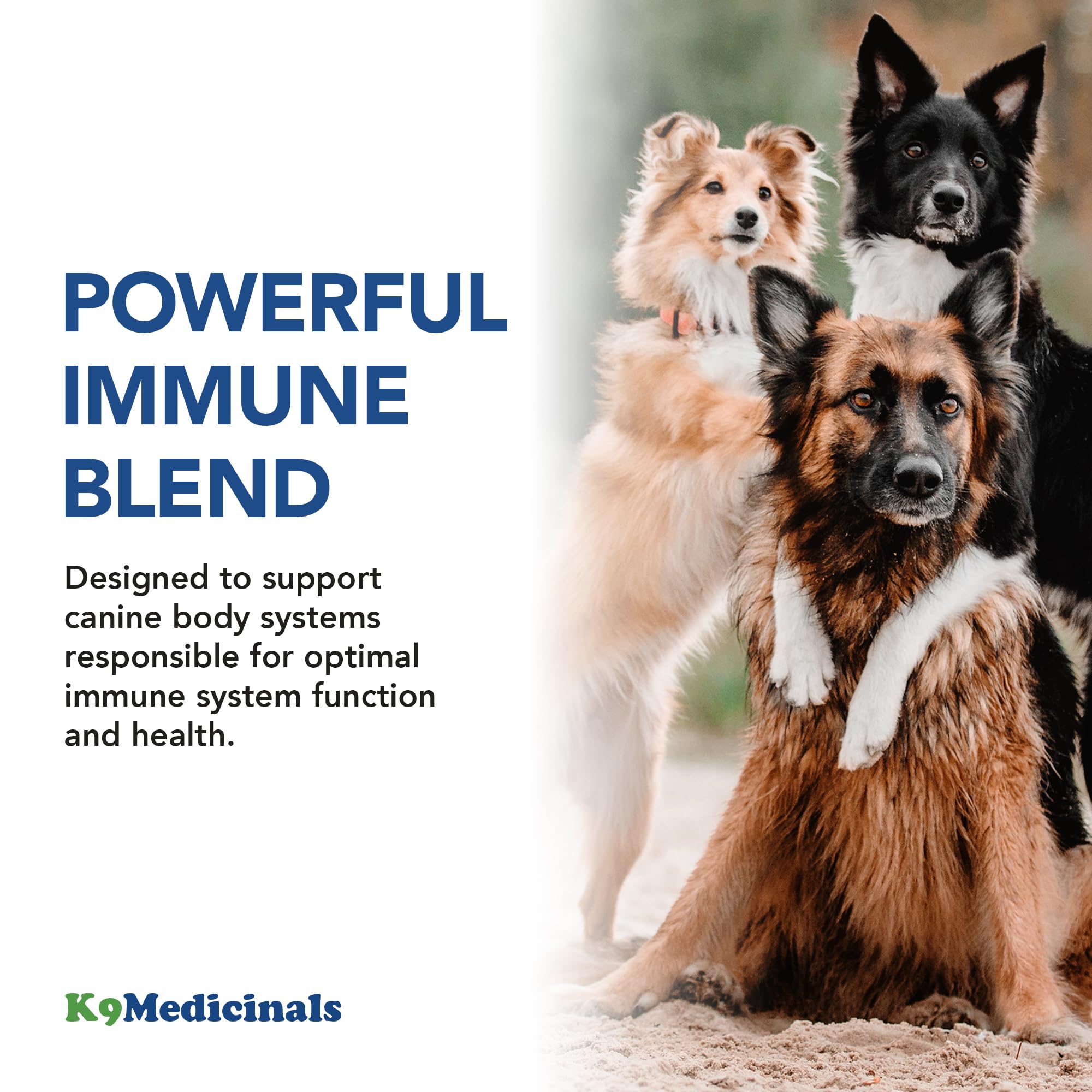 K9 Medicinals Daily Dog Immune Support Mushroom Blend - Probiotics and Antioxidant Protein Powder - Gut Health and Digestive Health - Chaga, Alpha Lipoic Acid, and Bovine Colostrum - Beef Flavor, 4oz