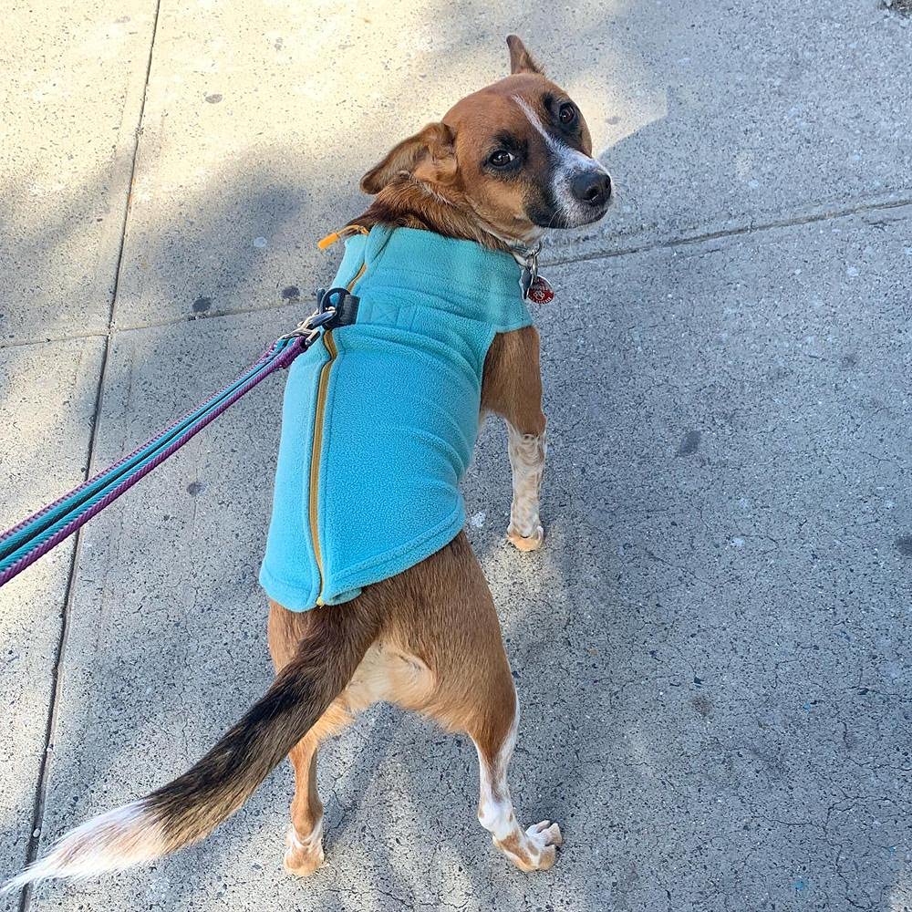 Gooby Zip Up Fleece Dog Sweater - Turquoise, Large - Warm Pullover Fleece Step-in Dog Jacket with Dual D Ring Leash - Winter Small Dog Sweater - Dog Clothes for Small Dogs Boy and Medium Dogs