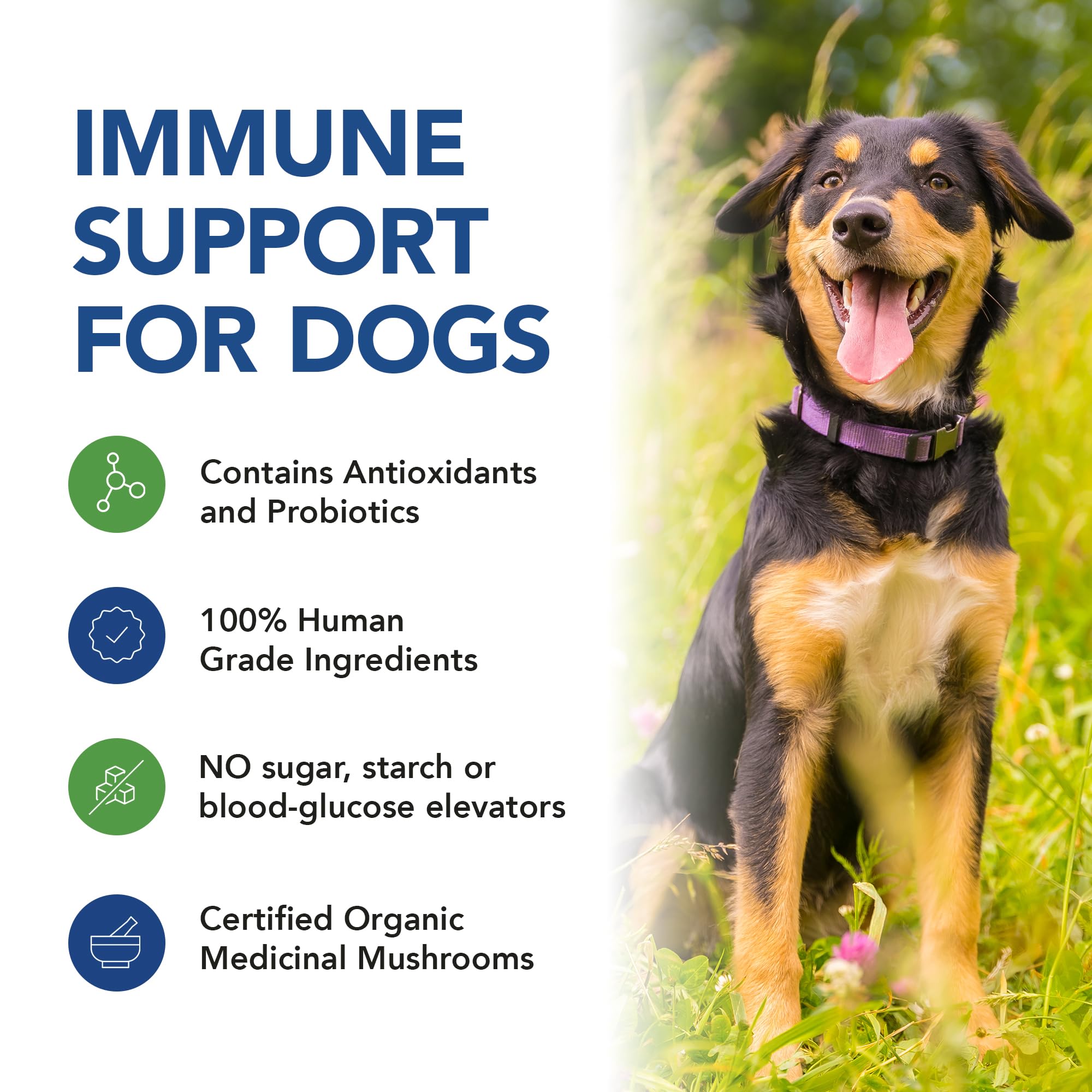 K9 Medicinals Daily Dog Immune Support Mushroom Blend - Probiotics and Antioxidant Protein Powder - Gut Health and Digestive Health - Chaga, Alpha Lipoic Acid, and Bovine Colostrum - Beef Flavor, 4oz