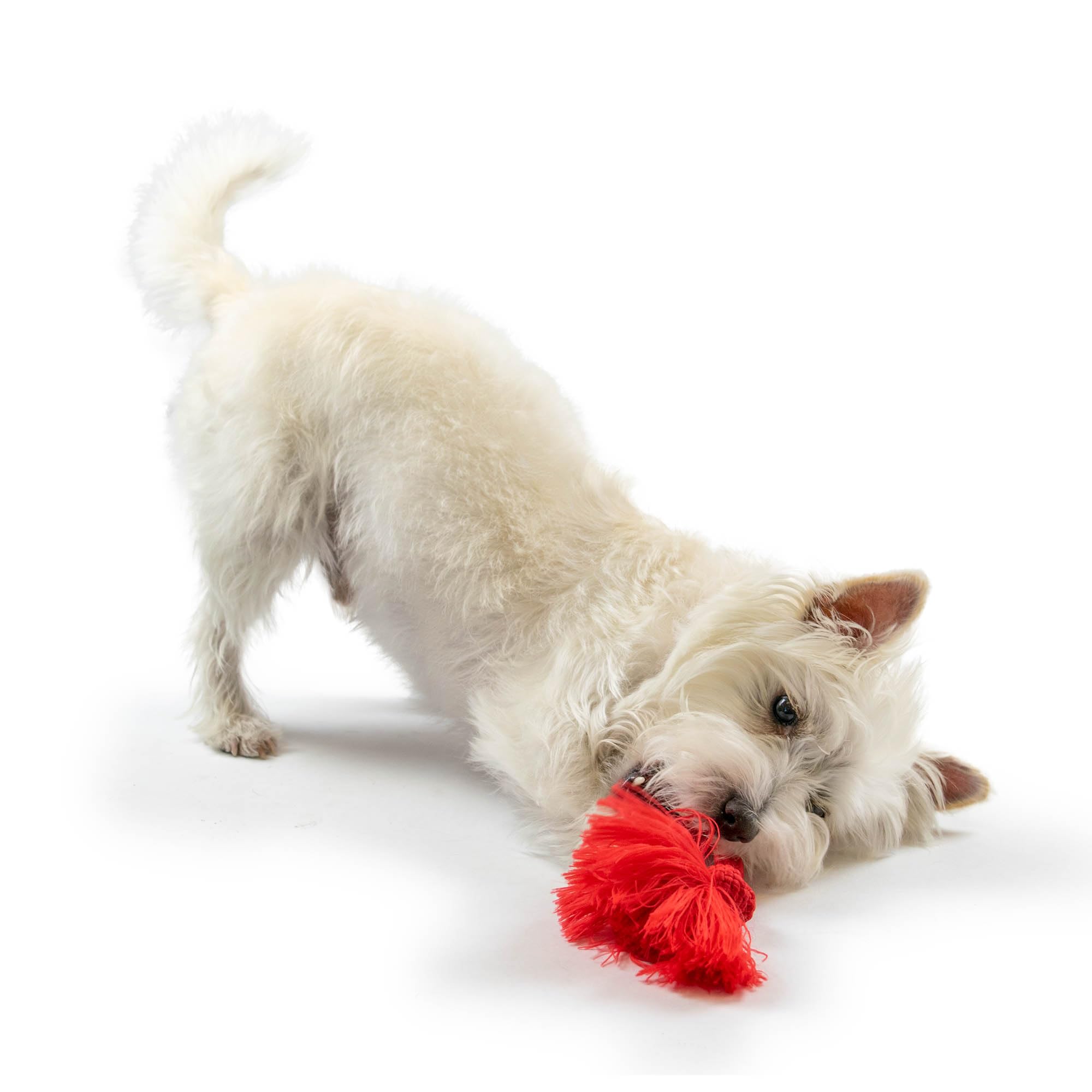 Playology Dri Tech Rope Dog Chew Toy for Medium Dogs up to 50lbs. | Engaging, All-Natural Beef Scented Red Dog Toy for Tough Chewers | Easy to Clean | Interactive and Non-Toxic