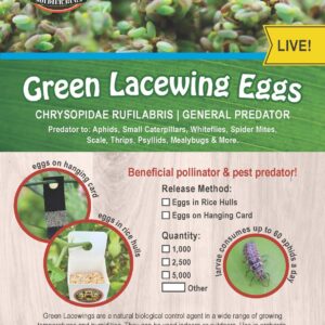 Green Lacewing Eggs - 10,000 Live Eggs Packed in Rice Hulls