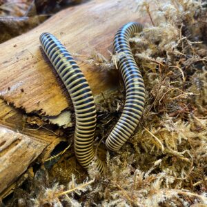 insectsales.com ivory millipedes (two) (chicobolus spinigerus) educational-fun