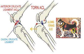 Holistic Horseworks Canine Musculoskeletal Unwinding Home Study Course - Watch Instantly, with Copy Canine Musculoskeletal Unwinding Workbook - for Dog and Pets Lovers