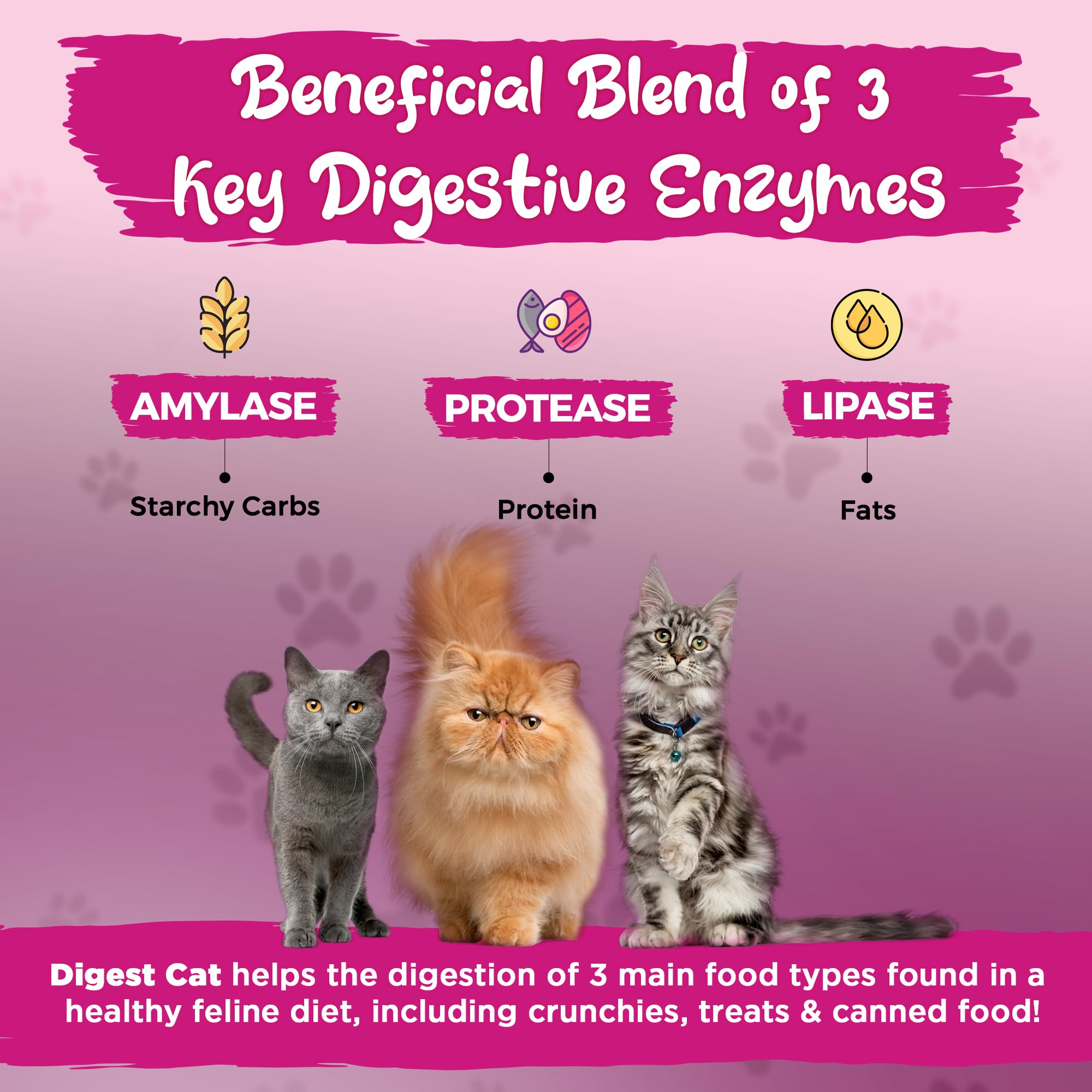 Vital Planet - Digest Cat Digestive Pancreatic Enzyme Blend with Pumpkin and Ginger to Support the Pancreas and Healthy Digestion with Pancreatin, Salmon Flavored Powder for Cats - 111 Grams 30 Scoops