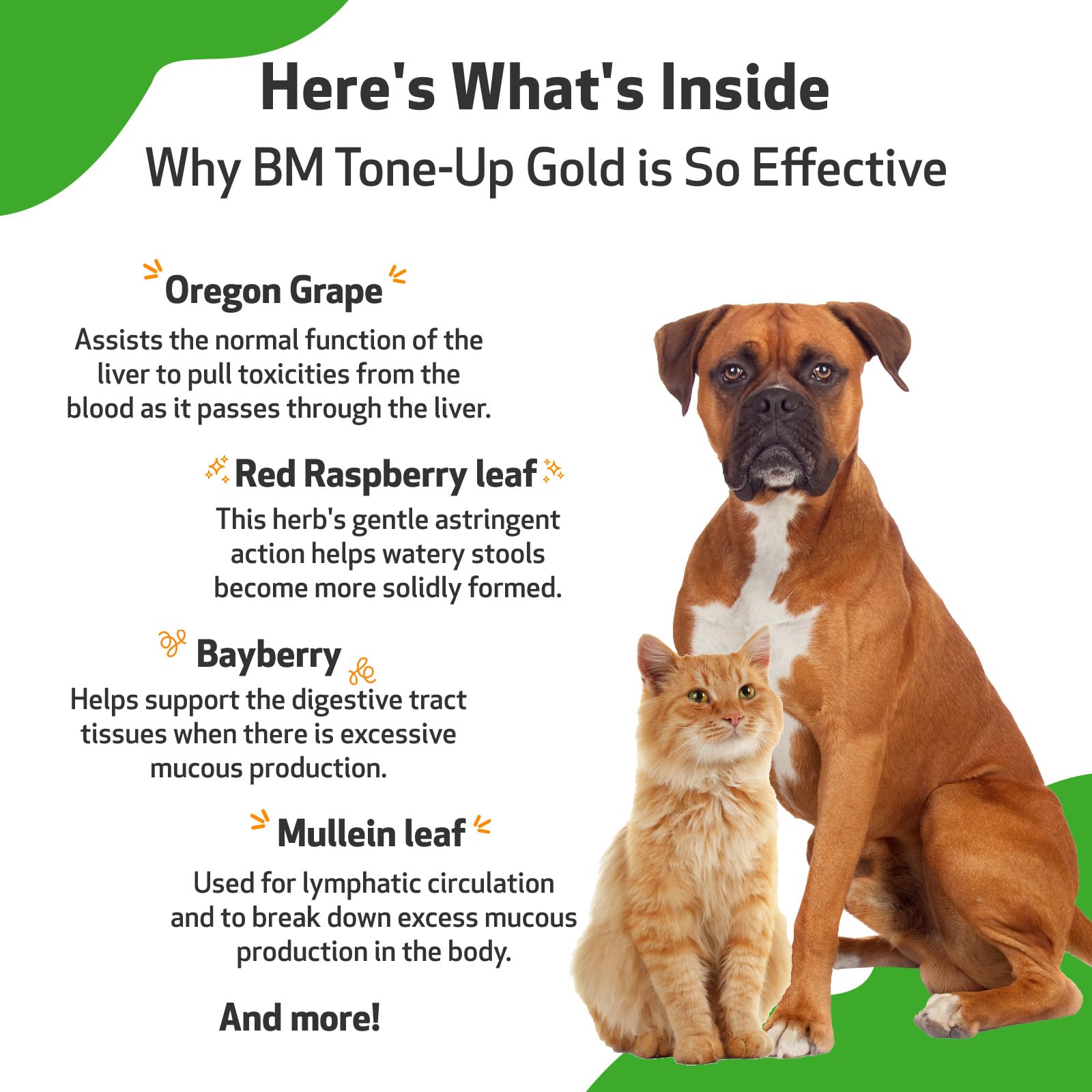 Pet Wellbeing BM Tone-Up Gold for Dogs & Cats - Vet-Formulated - Diarrhea & Loose or Runny Stools - Natural Herbal Supplement 4 oz (118 ml)