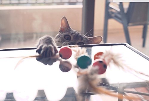 Bouncy Tails 5 Pack Interactive Bouncy Ball with Natural Feathers for Indoor Cats and Kittens who Love to Play and Have Fun.