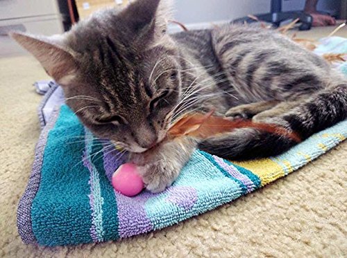 Bouncy Tails 5 Pack Interactive Bouncy Ball with Natural Feathers for Indoor Cats and Kittens who Love to Play and Have Fun.