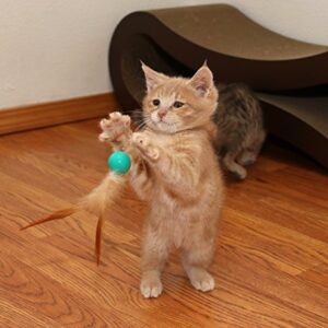 Bouncy Tails 5 Pack Interactive Bouncy Ball with Natural Feathers for Indoor Cats and Kittens who Love to Play and Have Fun.