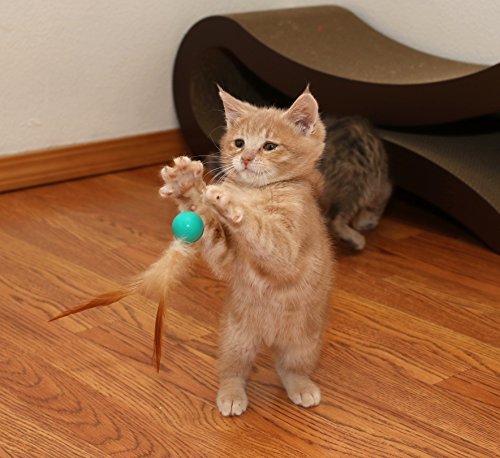 Bouncy Tails 5 Pack Interactive Bouncy Ball with Natural Feathers for Indoor Cats and Kittens who Love to Play and Have Fun.