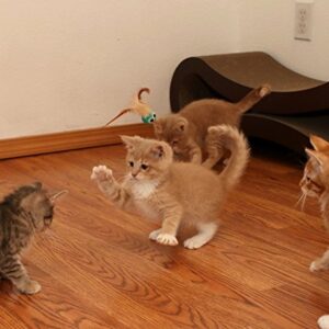 Bouncy Tails 5 Pack Interactive Bouncy Ball with Natural Feathers for Indoor Cats and Kittens who Love to Play and Have Fun.