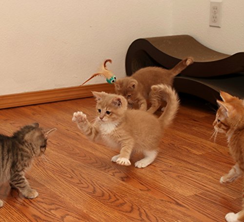 Bouncy Tails 5 Pack Interactive Bouncy Ball with Natural Feathers for Indoor Cats and Kittens who Love to Play and Have Fun.