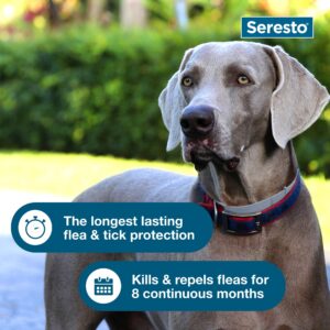 Seresto Large Dog for Dogs Over 18 lbs. & Seresto for Cats Vet-Recommended Flea & Tick Treatment & Prevention Collars | 8 Months Protection Each