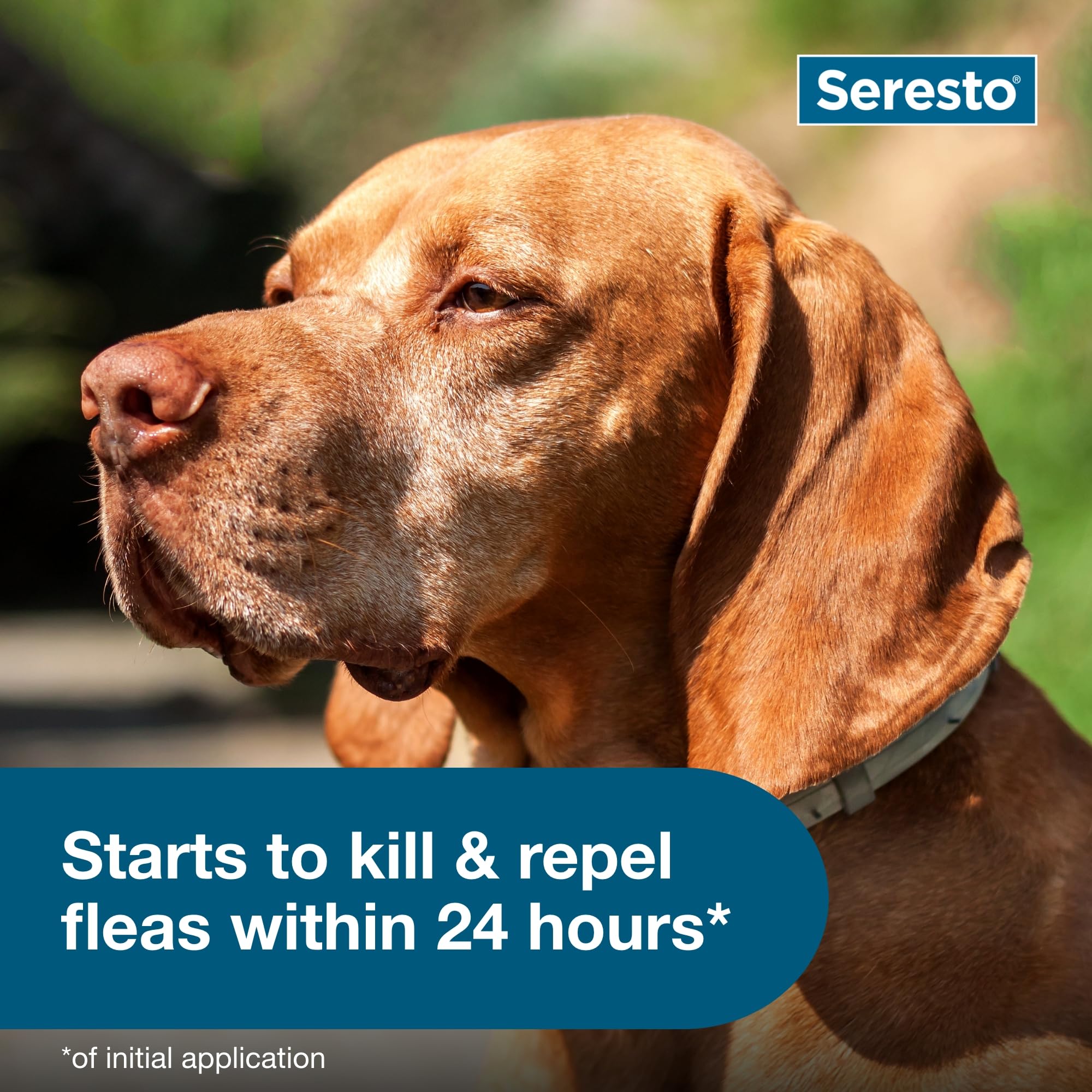 Seresto Large Dog for Dogs Over 18 lbs. & Seresto for Cats Vet-Recommended Flea & Tick Treatment & Prevention Collars | 8 Months Protection Each