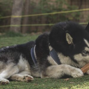 Dogsee Chew Dog Dental Chews | Long Lasting Dog Chews for Large Dogs | Yak Cheese Flavored Himalayan Dog Chew That Will Lower The Chances of Plaque and Tartar Growth | 1 Bar