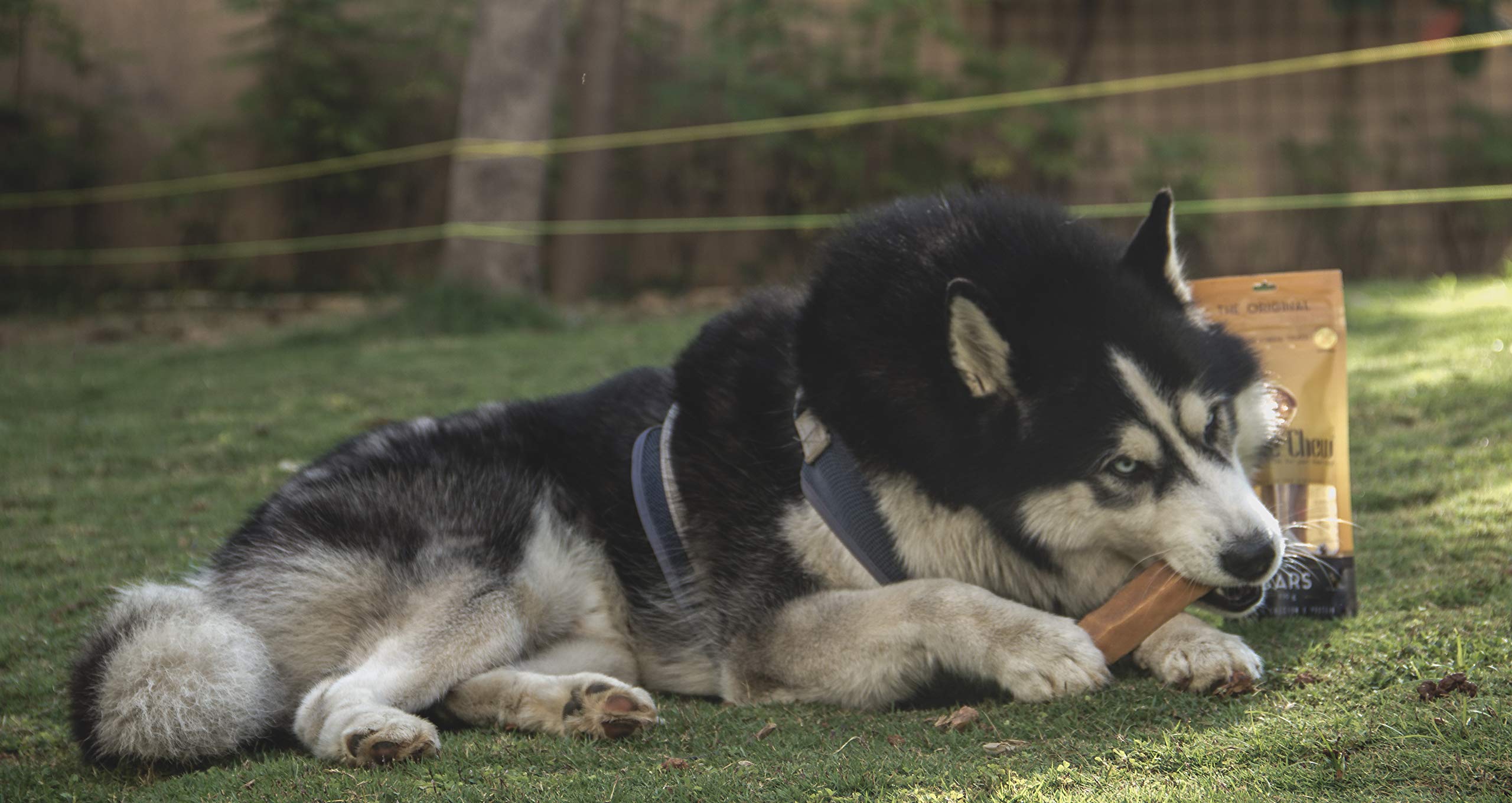 Dogsee Chew Dog Dental Chews | Long Lasting Dog Chews for Large Dogs | Yak Cheese Flavored Himalayan Dog Chew That Will Lower The Chances of Plaque and Tartar Growth | 1 Bar