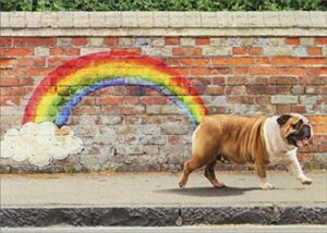 avanti dog rainbow funny bulldog birthday card