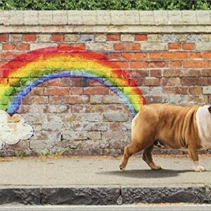 Avanti Dog Rainbow Funny Bulldog Birthday Card