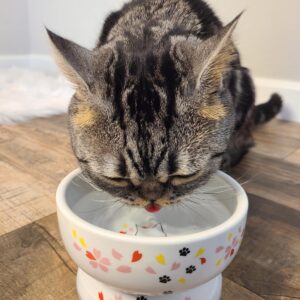 Necoichi Raised Cat Water Bowl, Elevated, with Measurement Lines, Dishwasher and Microwave Safe, No.1 Seller in Japan! (Cherry Blossom Limited Edition, Regular)