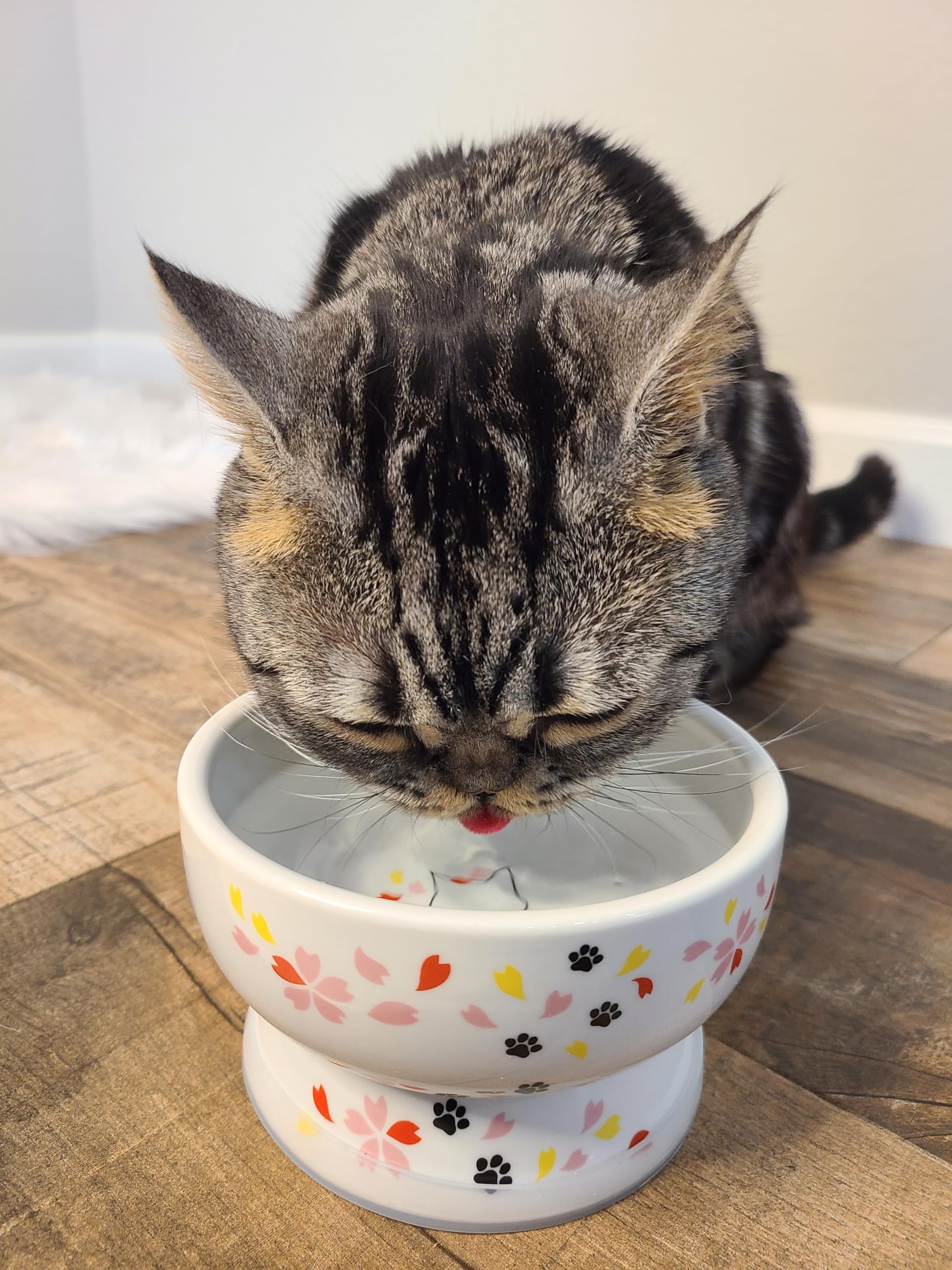 Necoichi Raised Cat Water Bowl, Elevated, with Measurement Lines, Dishwasher and Microwave Safe, No.1 Seller in Japan! (Cherry Blossom Limited Edition, Regular)