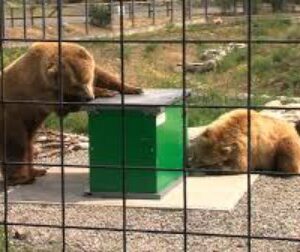 TuffBoxx Grizzly Animal Resistant Storage Solution (Green/Charcoal Color), Keeps Bears and Animals Out of Garbage and Trash, Holds 6 Trash Bags