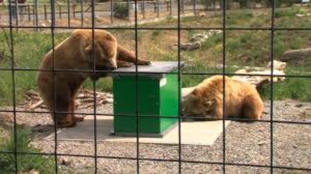 TuffBoxx Grizzly Animal Resistant Storage Solution (Green/Charcoal Color), Keeps Bears and Animals Out of Garbage and Trash, Holds 6 Trash Bags