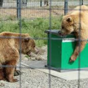 TuffBoxx Grizzly Animal Resistant Storage Solution (Green/Charcoal Color), Keeps Bears and Animals Out of Garbage and Trash, Holds 6 Trash Bags