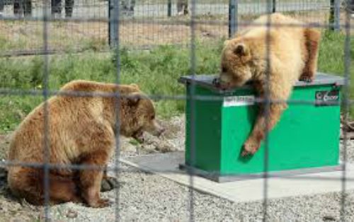 TuffBoxx Grizzly Animal Resistant Storage Solution (Green/Charcoal Color), Keeps Bears and Animals Out of Garbage and Trash, Holds 6 Trash Bags