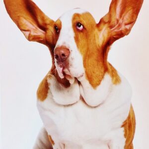 OMG You're How Old? WOW Happy Birthday Greeting Card w/Basset Hound Dog - Getting Older Aging Cute Funny