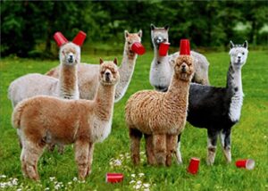 alpacas with red cups avanti funny birthday card