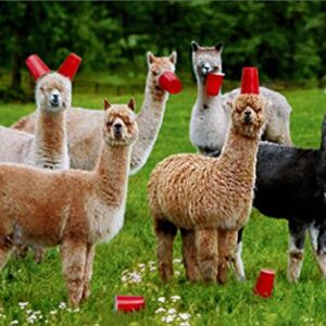 Alpacas with Red Cups Avanti Funny Birthday Card