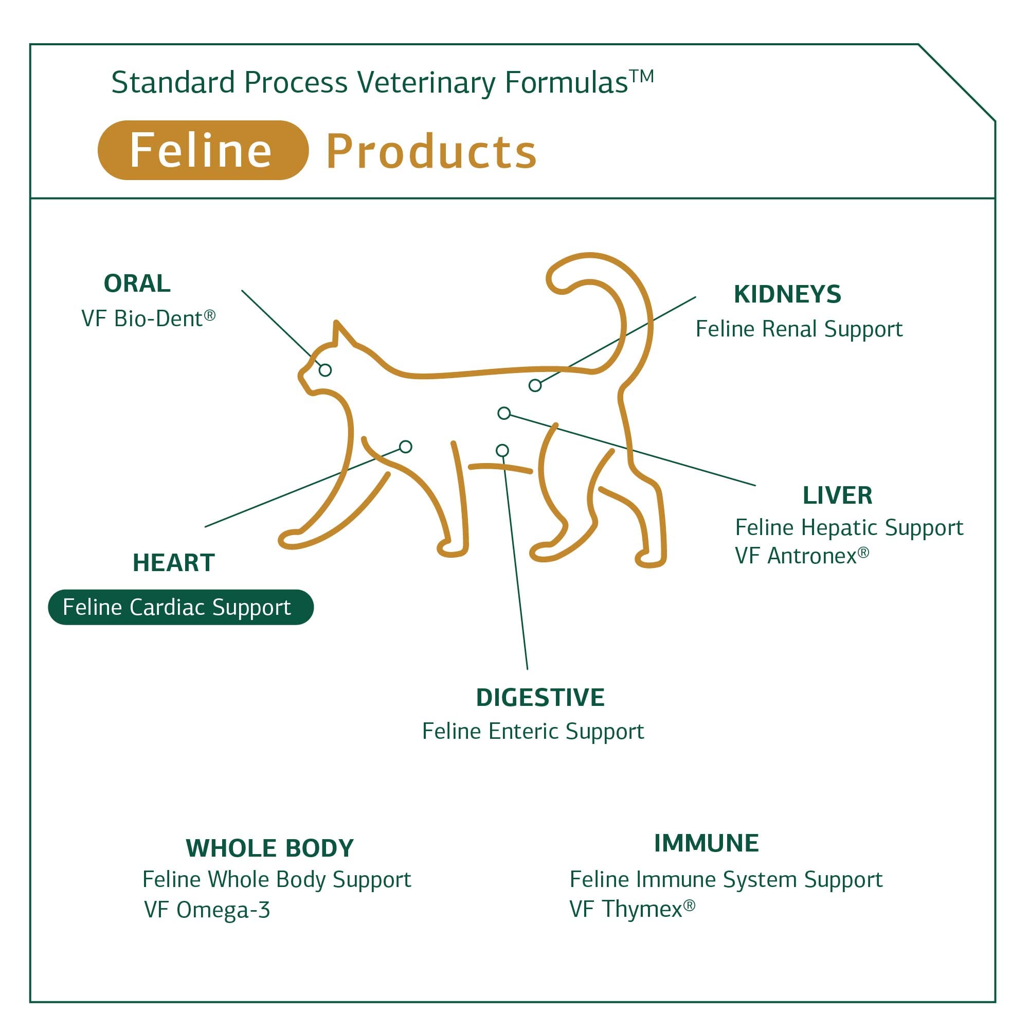 Standard Process Feline Cardiac Support - Cardiovascular System Supplement for Felines - Dietary Cat Supplement to Support Heart Health & Function - Nutritional Tablet Supplement - 90 Tablets