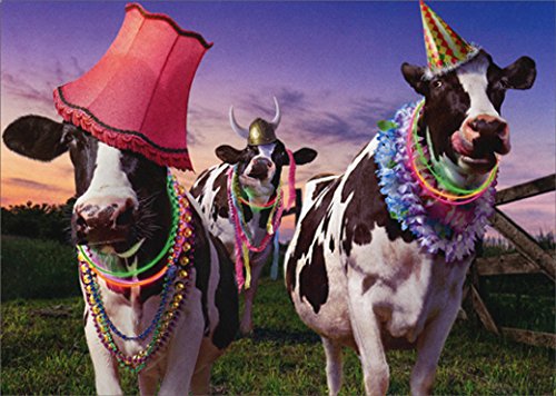 Party Cows Avanti Funny/Humorous Birthday Card