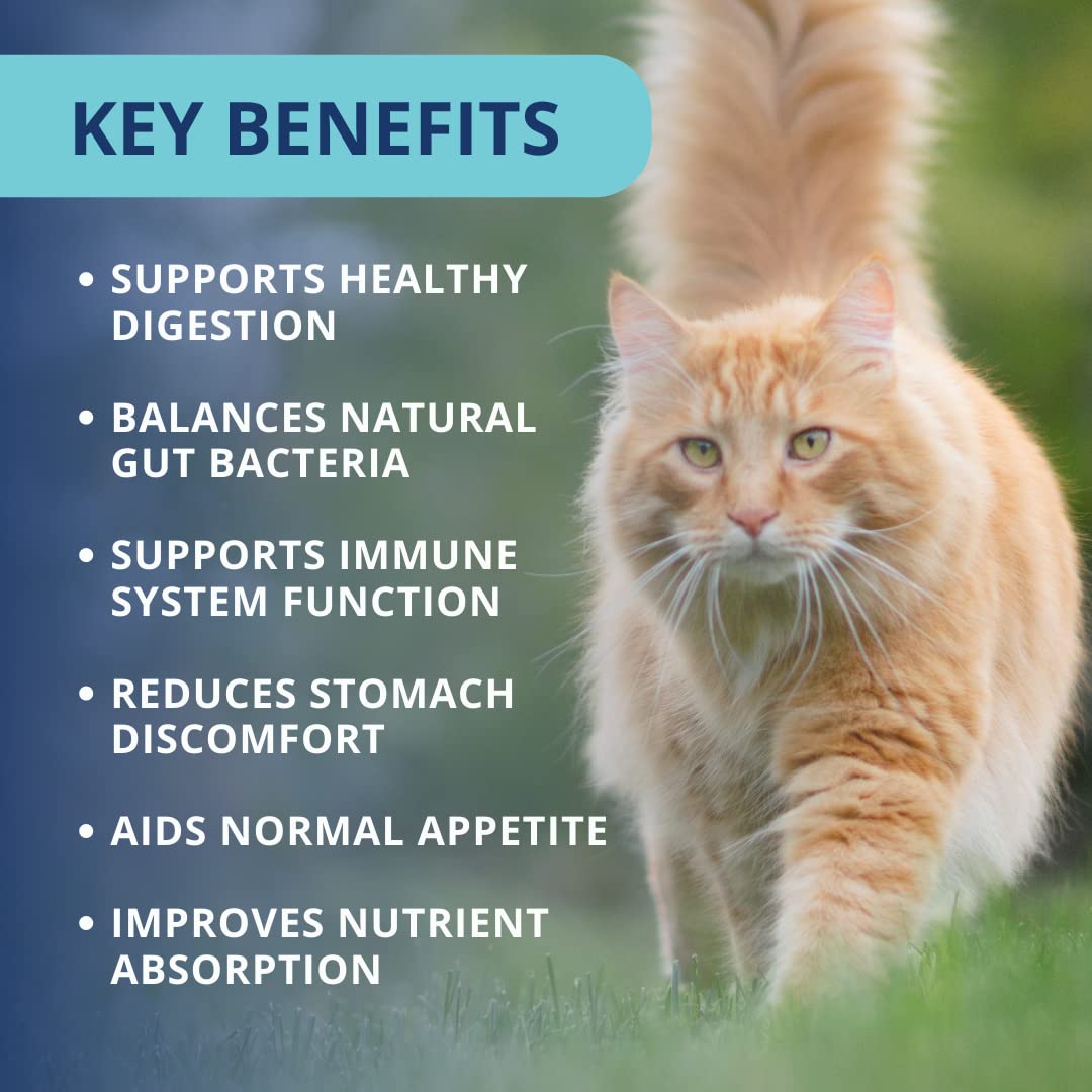 Under the Weather Pet Natural Probiotics for Cats | 60 Bite Size Soft Chews Cat Multivitamins and Treats Filled with Good Bacteria | Promotes Healthy Digestion, Appetite and Strong Immune Support