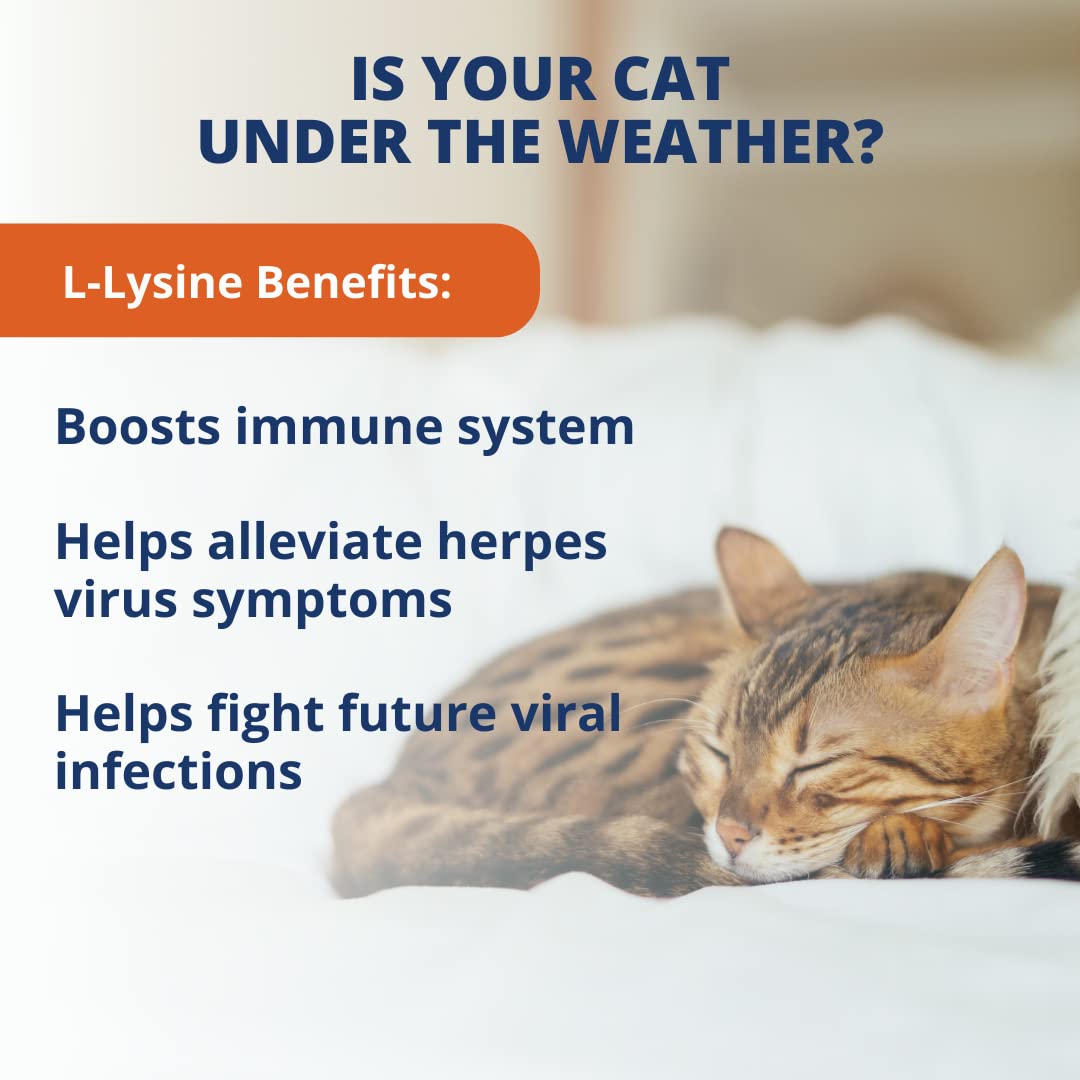 Under the Weather Pet Daily Cat L-Lysine | 60 Bite Size Soft Chews for Cats |Vet Formulated, All Natural, Amino Acid Support for Felines | Maintain Normal Immune System Response