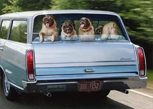 pug dogs in station wagon avanti humorous/funny birthday card