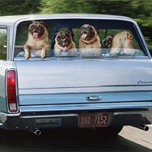 Pug Dogs in Station Wagon Avanti Humorous/Funny Birthday Card