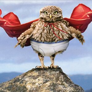 Owl Superhero with Cape Avanti Humorous/Funny Birthday Card