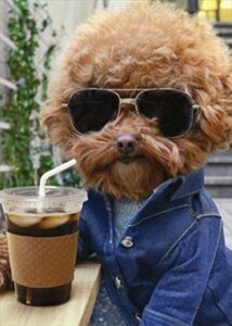 cool dog with coffee avanti humorous/funny birthday card