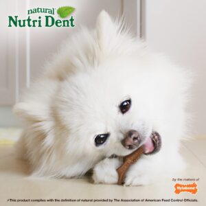 Nylabone Nutri Dent Dog Dental Chews - Natural Dog Teeth Cleaning & Breath Freshener - Dental Treats for Dogs - Filet Mignon Flavor, Mini (160 Count)