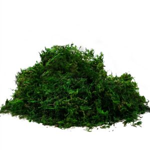 byher 92926 preserved forest moss, fresh green (2oz)