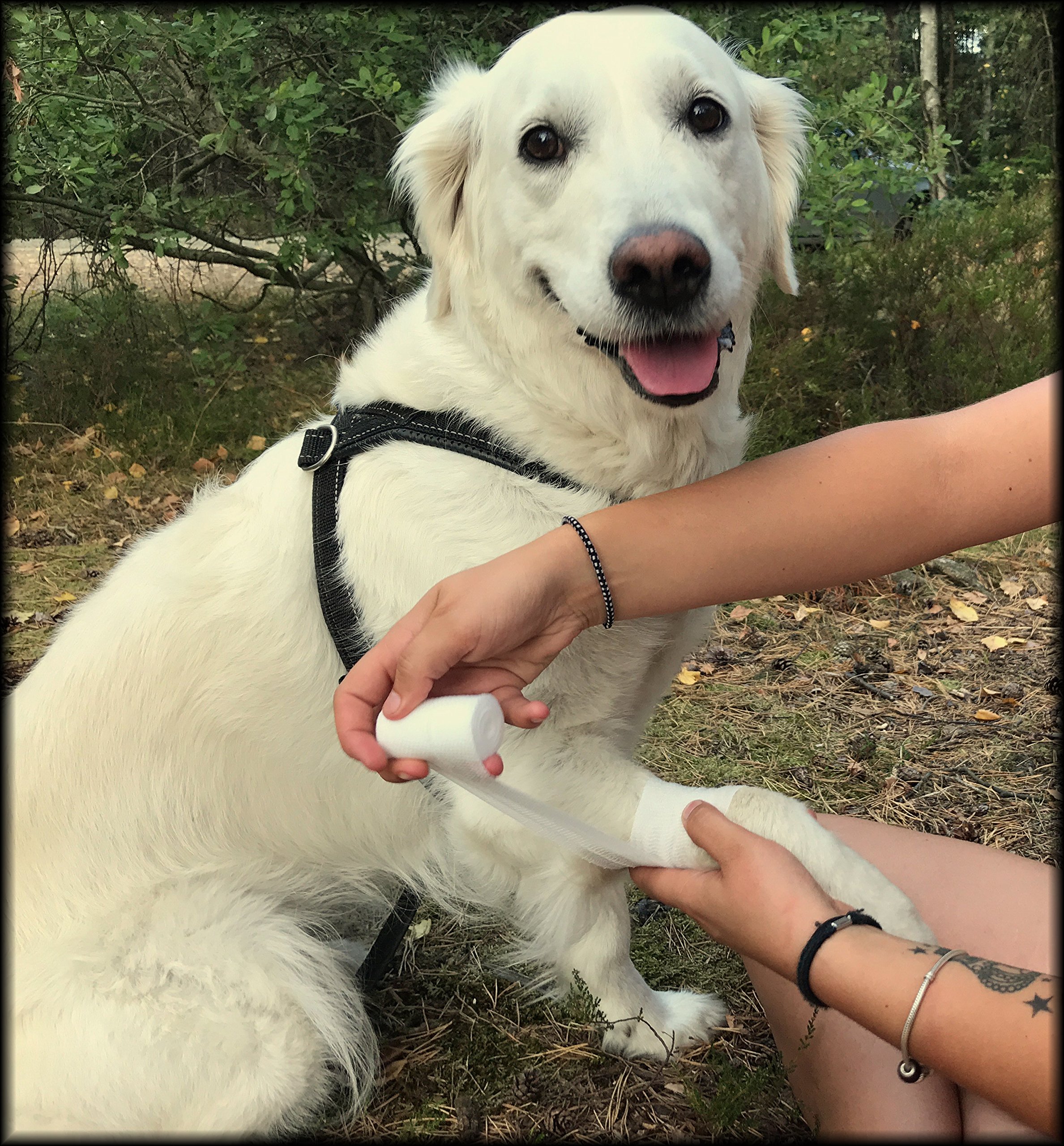 Dog First Aid Kit with Thermometer and Emergency Blanket - Puppy Kit - Pet Safety Supplies for Camping, Walks, Cycling, Car, Hikes - Treat cuts and scrapes