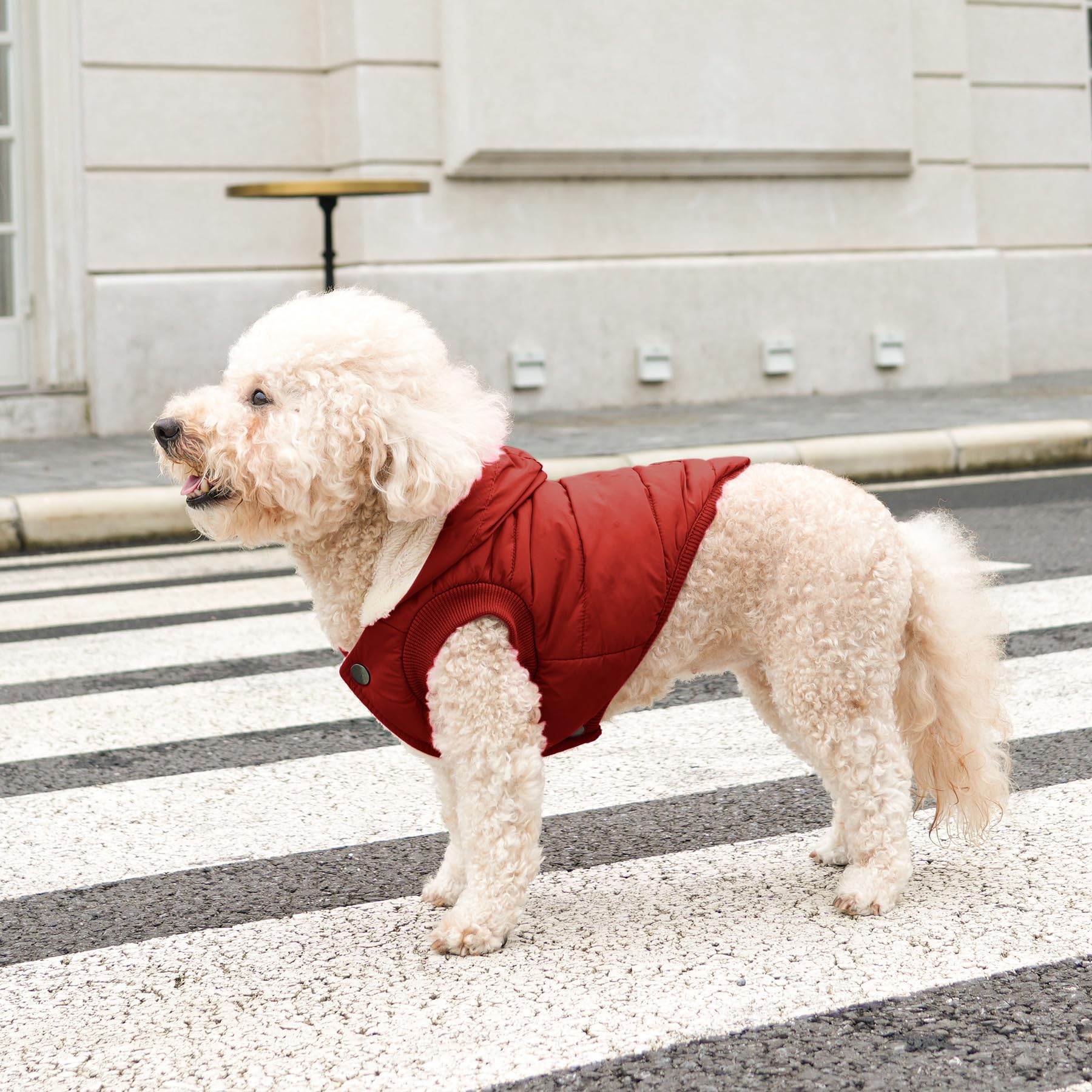 Vecomfy Fleece Lining Extra Warm Dog Hoodie in Winter,Small Dog Jacket Puppy Coats with Hooded,Red XS